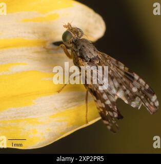 Sunflower Seed Maggot (Neotephritis finalis) Insecta Stock Photo - Alamy