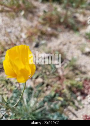 Little Gold Poppy (Eschscholzia minutiflora) Plantae Stock Photo - Alamy