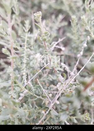 Cattle Saltbush (Atriplex polycarpa) Plantae Stock Photo - Alamy