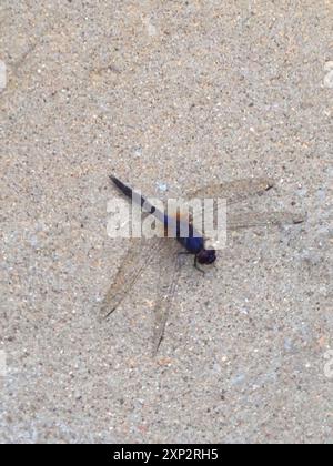Indigo Dropwing (Trithemis festiva) Insecta Stock Photo - Alamy