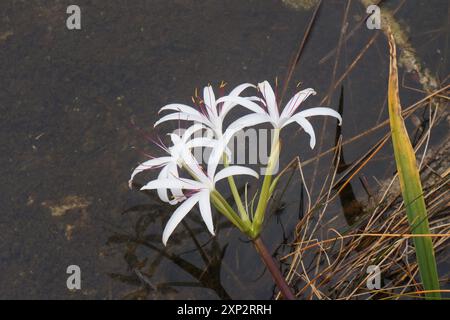 Southern Swamp Crinum (Crinum americanum) Plantae Stock Photo - Alamy