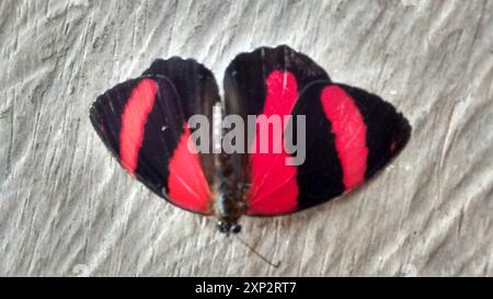 Two-eyed Eighty-eight (Callicore pitheas) Insecta Stock Photo - Alamy