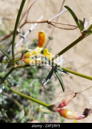 shrubby deervetch (Acmispon rigidus), Plantae, Joshua Tree National ...