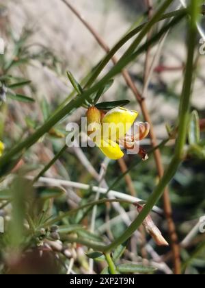 shrubby deervetch (Acmispon rigidus) Plantae Stock Photo - Alamy