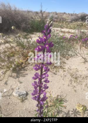 Arizona lupine (Lupinus arizonicus) Plantae Stock Photo - Alamy