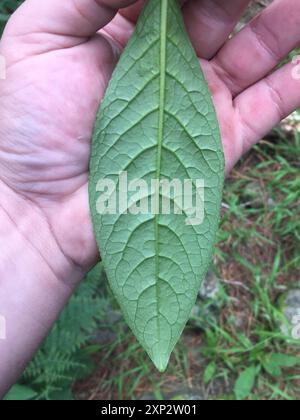 Inkweed (Phytolacca octandra) Plantae Stock Photo - Alamy