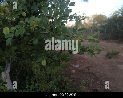 (Bulnesia foliosa) Plantae Stock Photo - Alamy