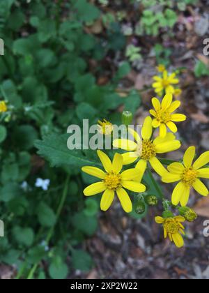 roundleaf ragwort (Packera obovata) Plantae Stock Photo - Alamy