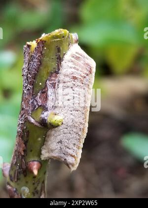 Mediterranean Mantis (Iris oratoria) Insecta Stock Photo - Alamy