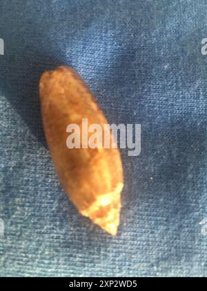 Lettered Olive (Oliva sayana) Mollusca Stock Photo - Alamy