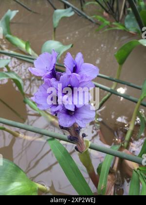 anchored water hyacinth (Pontederia azurea) Plantae Stock Photo - Alamy