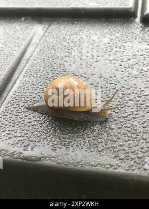 Cuban Brown Snail (Zachrysia provisoria) Mollusca Stock Photo - Alamy