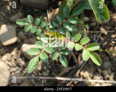Macartney's rose (Rosa bracteata) Plantae Stock Photo - Alamy