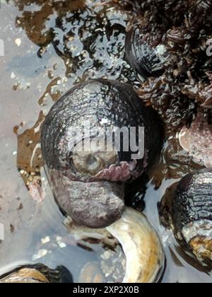 Turban Snails (Turbinidae) Mollusca Stock Photo - Alamy