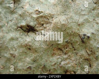 Dry Eyes Lichen (Ionaspis alba) Fungi Stock Photo - Alamy