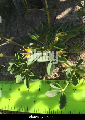 Mojave stinkweed (Cleomella obtusifolia) Plantae Stock Photo - Alamy