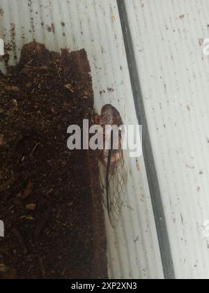 Black Prince (Psaltoda plaga Stock Photo - Alamy