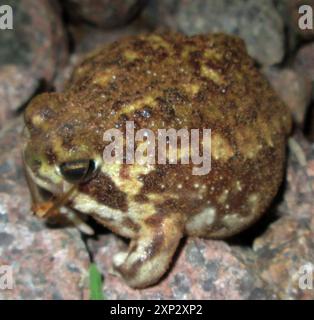 Common Rain Frog (Breviceps adspersus) Amphibia Stock Photo - Alamy