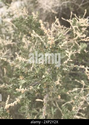 Saltbushes (Atriplex) Plantae Stock Photo - Alamy