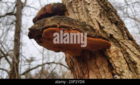 Cracked Cap Polypore (Fulvifomes robiniae) Fungi Stock Photo - Alamy
