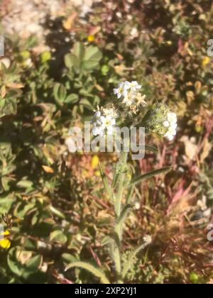 Clearwater cryptantha (Cryptantha intermedia) Plantae Stock Photo - Alamy