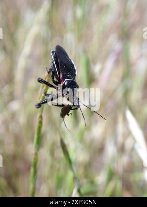 California Bee Assassin (Apiomerus californicus) Insecta Stock Photo ...