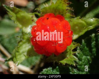 (Rubus pectinellus) Plantae Stock Photo - Alamy