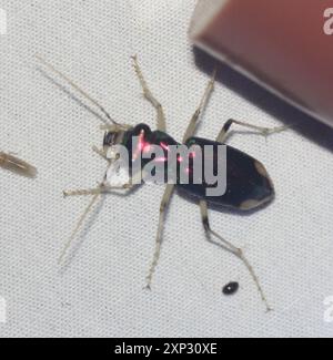 Metallic Tiger Beetles (Tetracha) Insecta Stock Photo - Alamy