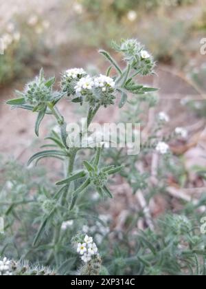 Clearwater cryptantha (Cryptantha intermedia) Plantae Stock Photo - Alamy