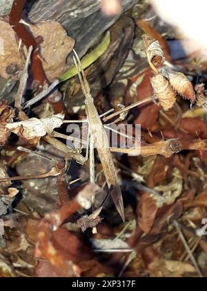 Silent Slant-faced Grasshoppers (Acridinae) Insecta Stock Photo - Alamy