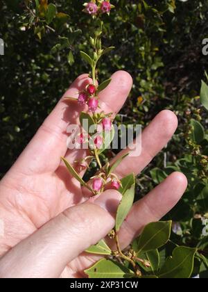 fetterbush lyonia (Lyonia lucida) Plantae Stock Photo - Alamy