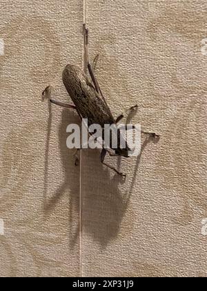 Lemon tree borer (Oemona hirta) Insecta Stock Photo - Alamy