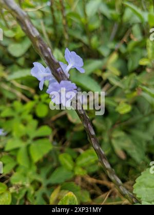 Blue Porterweed (Stachytarpheta jamaicensis) Plantae Stock Photo - Alamy