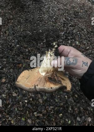 Giant Gray Milk Cap (Lactarius argillaceifolius megacarpus) Fungi Stock ...