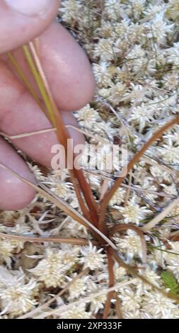 Jointed rush (Juncus articulatus) Plantae Stock Photo - Alamy