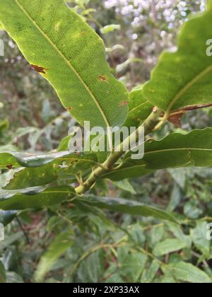 Florida hobblebush (Agarista populifolia) Plantae Stock Photo - Alamy