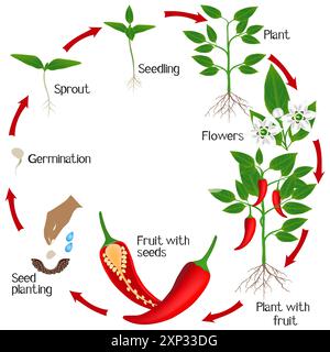 Cycle of growth of a plant of chili peppers isolated on a white background Stock Vector Image ...