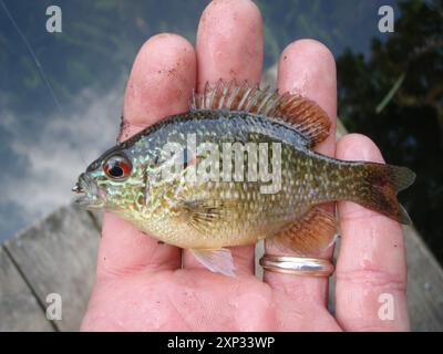 Northern Sunfish (Lepomis peltastes) Actinopterygii Stock Photo - Alamy