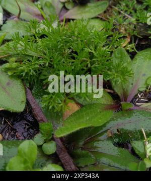 common soliva (Soliva sessilis) Plantae Stock Photo - Alamy