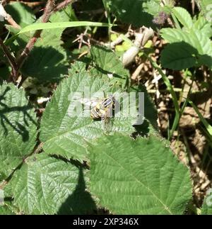 Sun Fly (Helophilus pendulus) Insecta Stock Photo - Alamy
