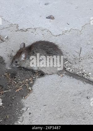 Black Rat (Rattus rattus) Mammalia Stock Photo - Alamy