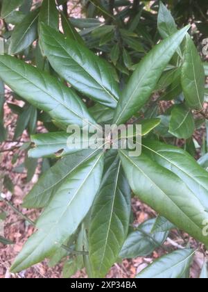 Swamp Bay (Persea palustris) Plantae Stock Photo - Alamy
