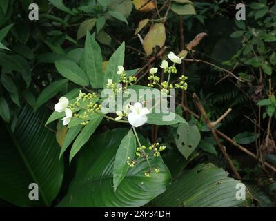 Chinese Hydrangea (Hydrangea chinensis) Plantae Stock Photo - Alamy