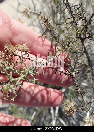 Sonoran Goldenbush (Xylothamia diffusa), Plantae, La Paz, MX-BS, MX ...