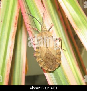 (Spartocera fusca) Insecta Stock Photo - Alamy