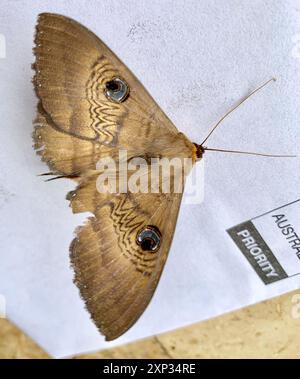 Southern Moon Moth (Dasypodia selenophora) Insecta Stock Photo - Alamy