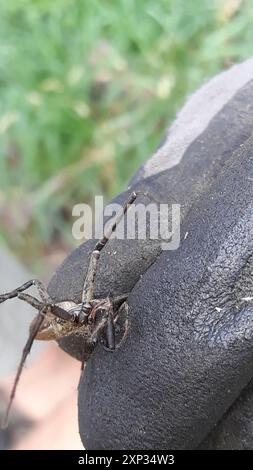 Sheetweb Spiders (Cambridgea) Arachnida Stock Photo - Alamy