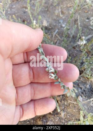 Alkali Weed (Cressa truxillensis) Plantae Stock Photo - Alamy