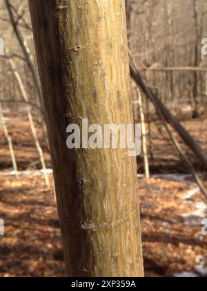 striped maple (Acer pensylvanicum) Plantae Stock Photo - Alamy