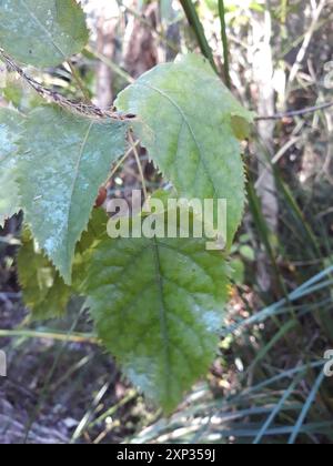 Wineberry (Aristotelia serrata) Plantae Stock Photo - Alamy